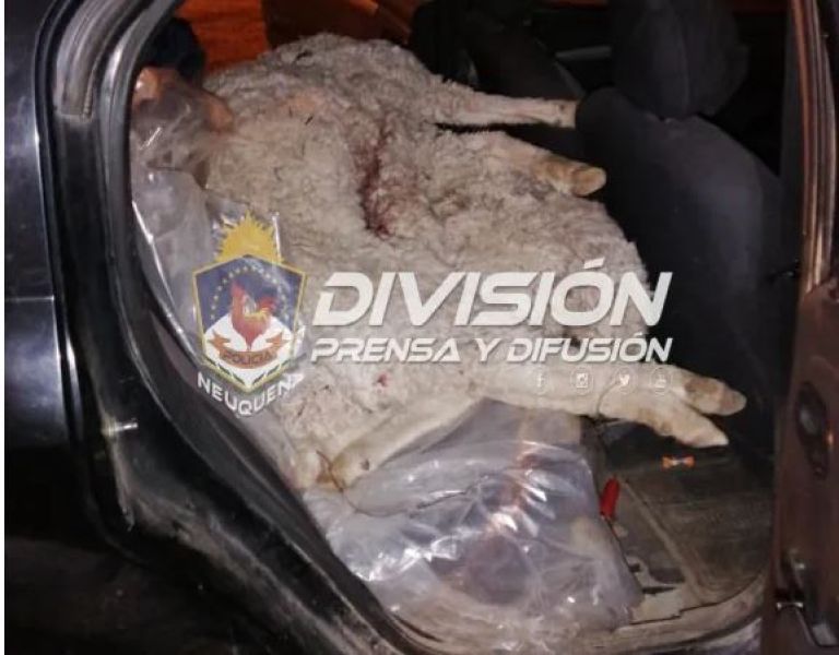 Demoraron a tres sujetos que circulan en un auto con ovejas faenadas ...