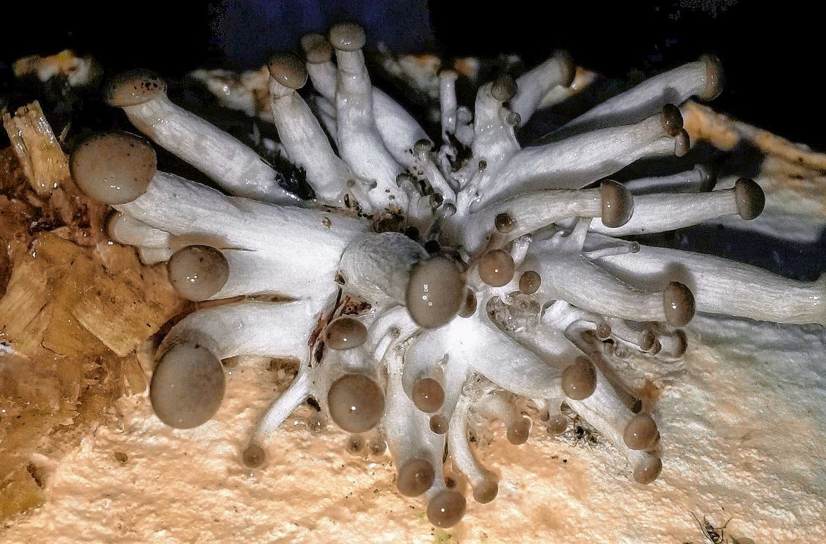 Producción de hongos en Comodoro: las gírgolas como una opción de ...