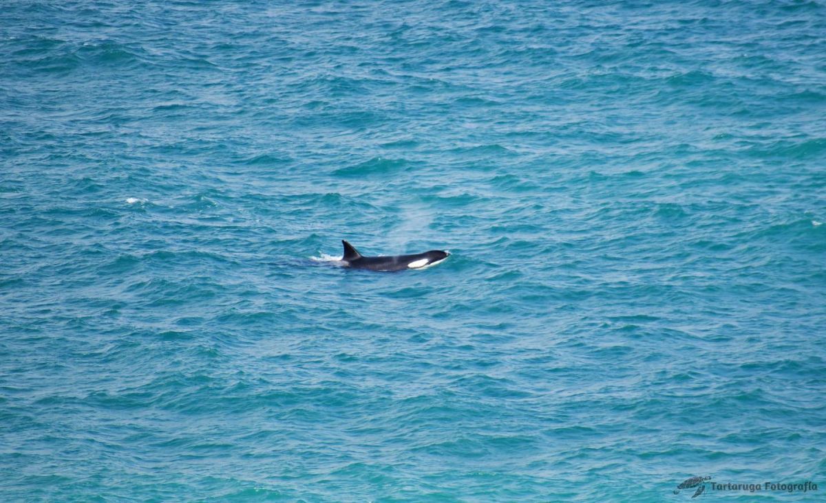 Orcas en La Lobería: tres ejemplares fotografiados | NoticiasNet