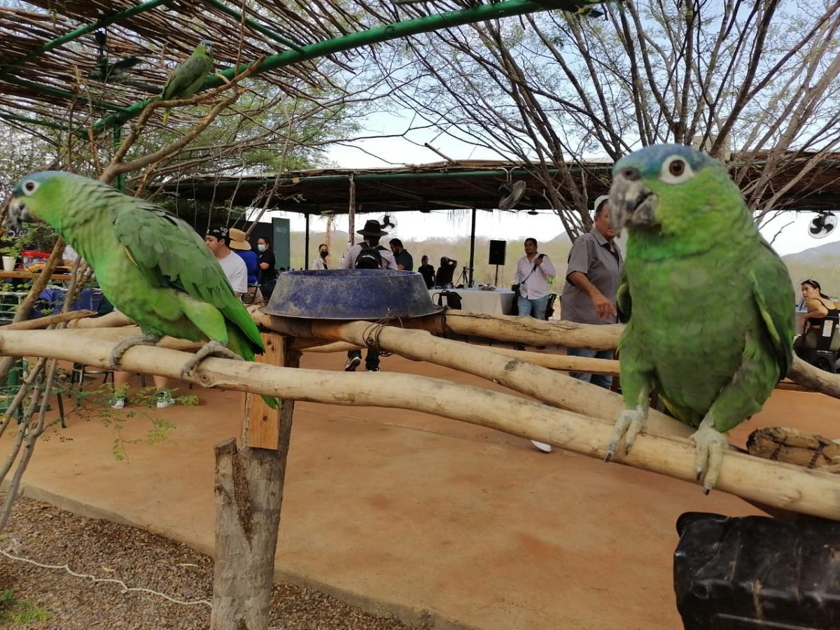 Conoce Ostok, el gran Santuario Animal de Culiacán con más de 500 ... Conoce Ostok, el gran Santuario Animal de Culiacán con más de 500 ...