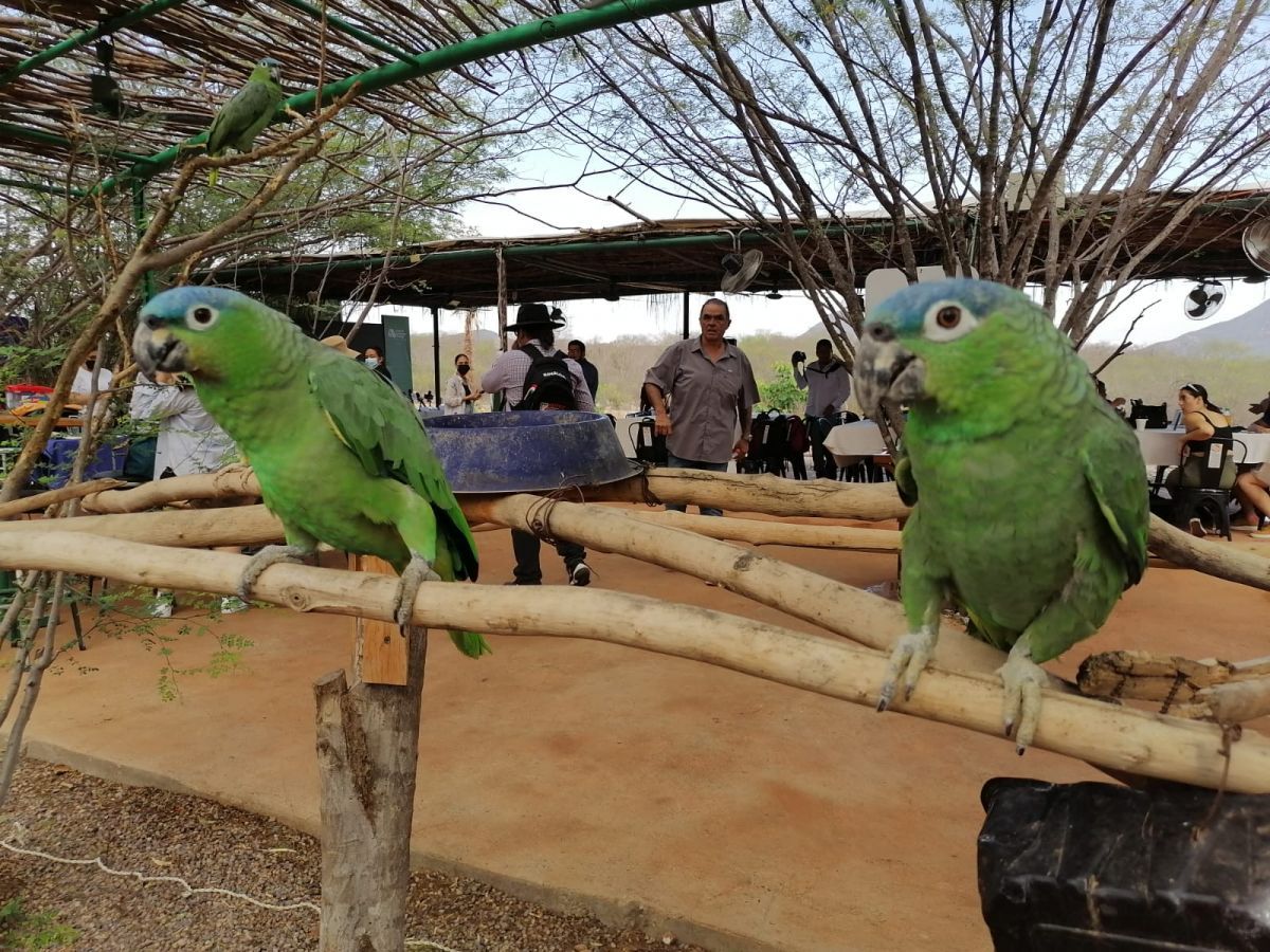Conoce Ostok, el gran Santuario Animal de Culiacán con más de 500 ... Conoce Ostok, el gran Santuario Animal de Culiacán con más de 500 ...